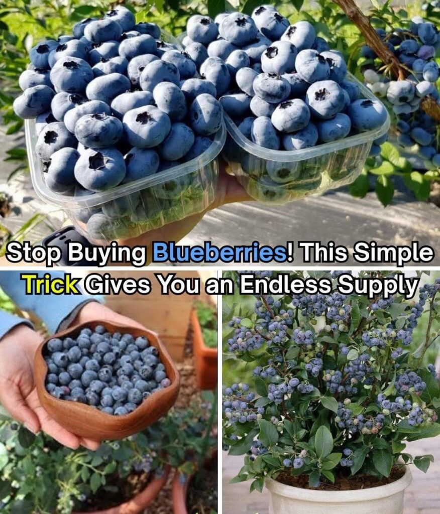 How To Successfully Grow Blueberries Indoors – Newz24Daily